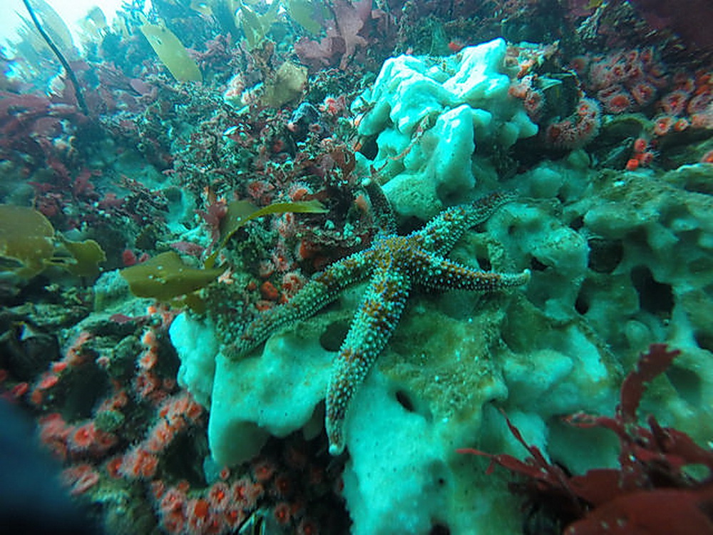 Revised Oregon Conservation Strategy for Nearshore Ocean Released ...